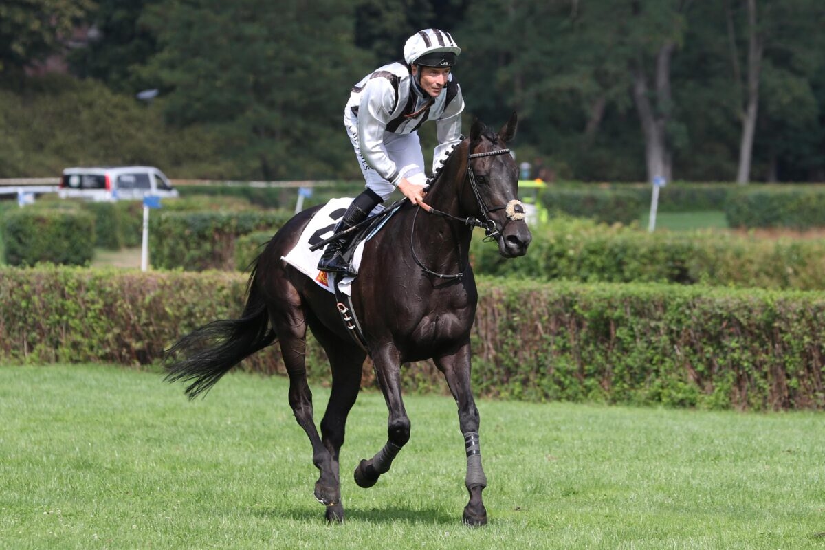 Mäders North Hunter siegt in Angers - GaloppOnline.de
