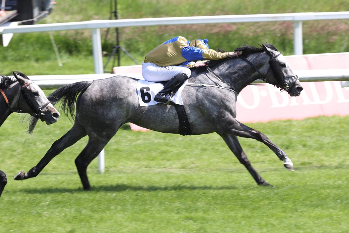 Zahlreiche deutsche Pferde bei der Arqana Vente d’Elevage - GaloppOnline.de