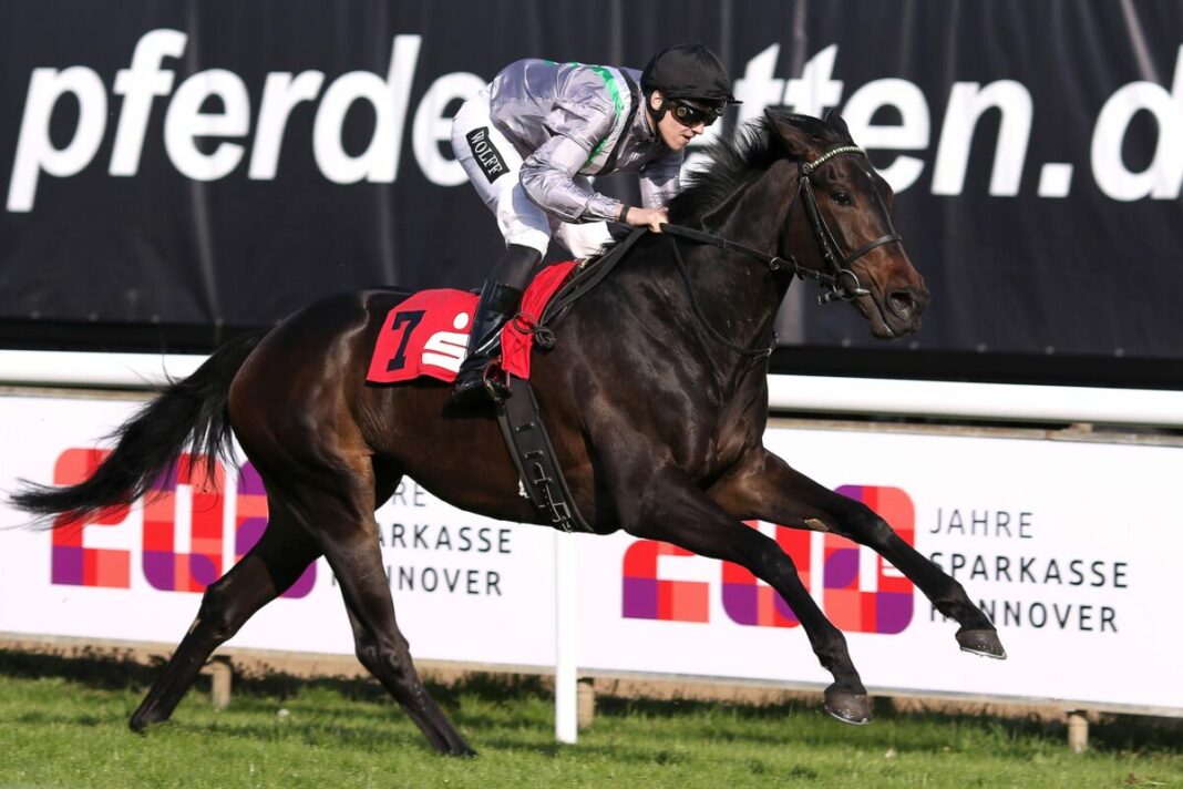 Auf Weracruz: Leon Wolff mit erstem Ritt im Derby - GaloppOnline.de
