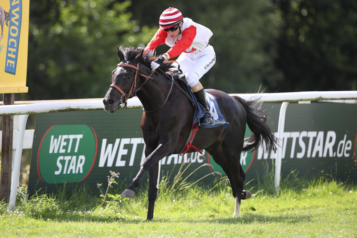 Wildpfad leichter Sieger im Steher-Handicap - GaloppOnline.de