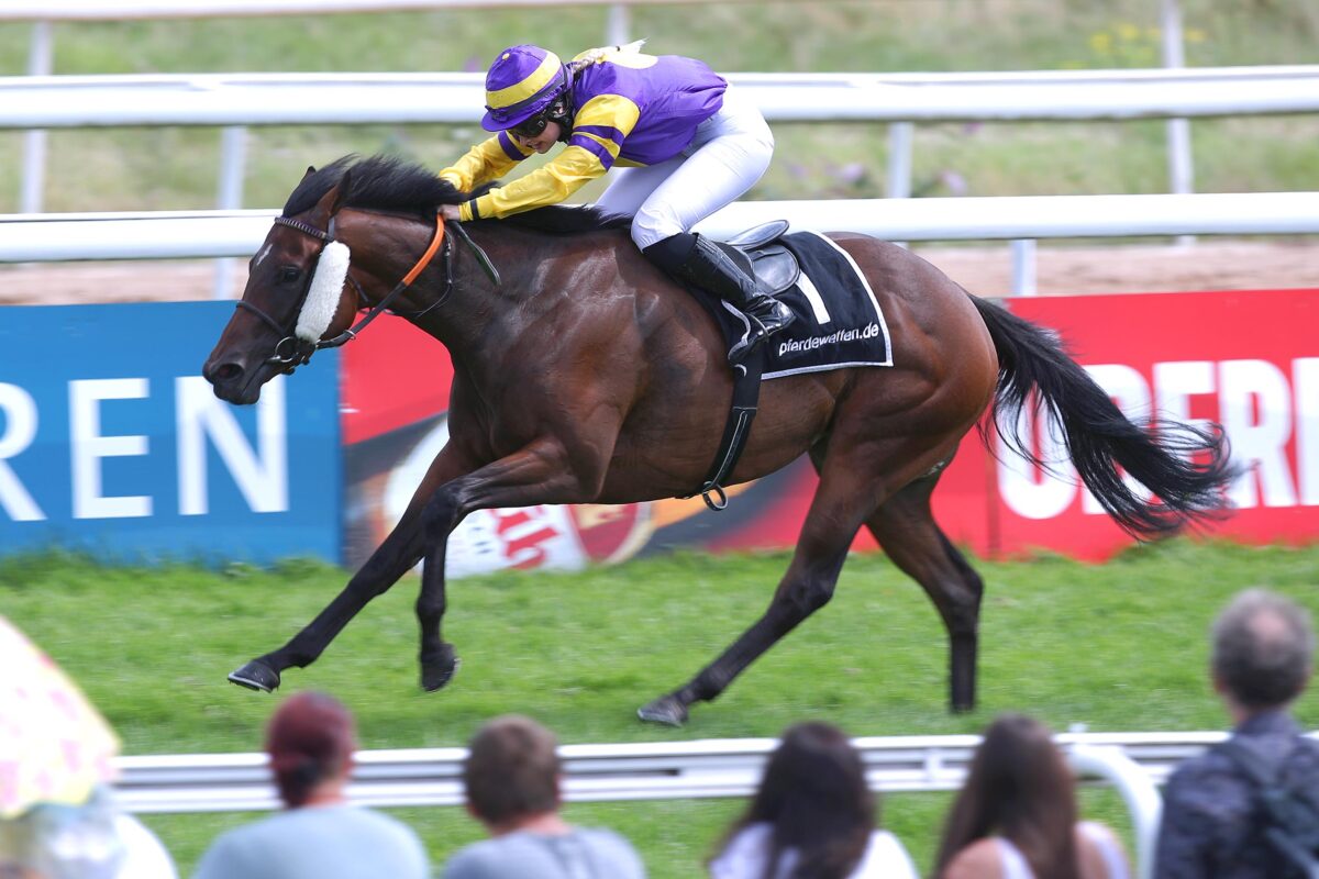 Rowdown Roza entführt Amateurrennen in die Niederlande - GaloppOnline.de