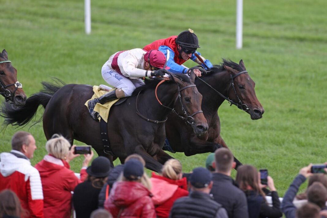 Shagara gewinnt den Preis der Winterkönigin - GaloppOnline.de