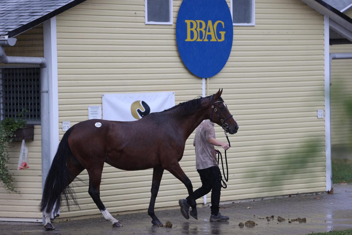 Zum Scrollen: Der BBAG-Katalog als PDF - GaloppOnline.de