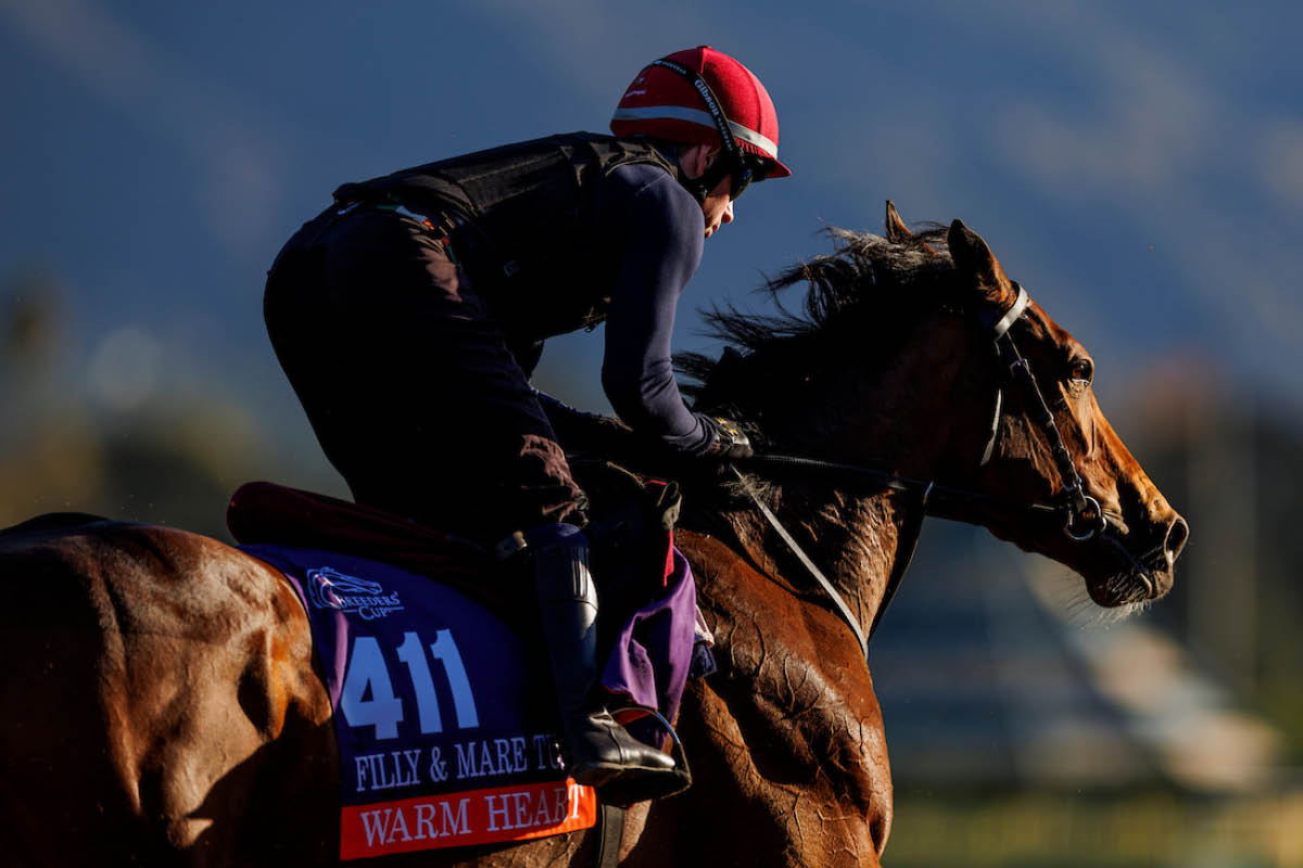 Warm Heart – Pegasus World Cup wohl ihr finales Rennen - GaloppOnline.de