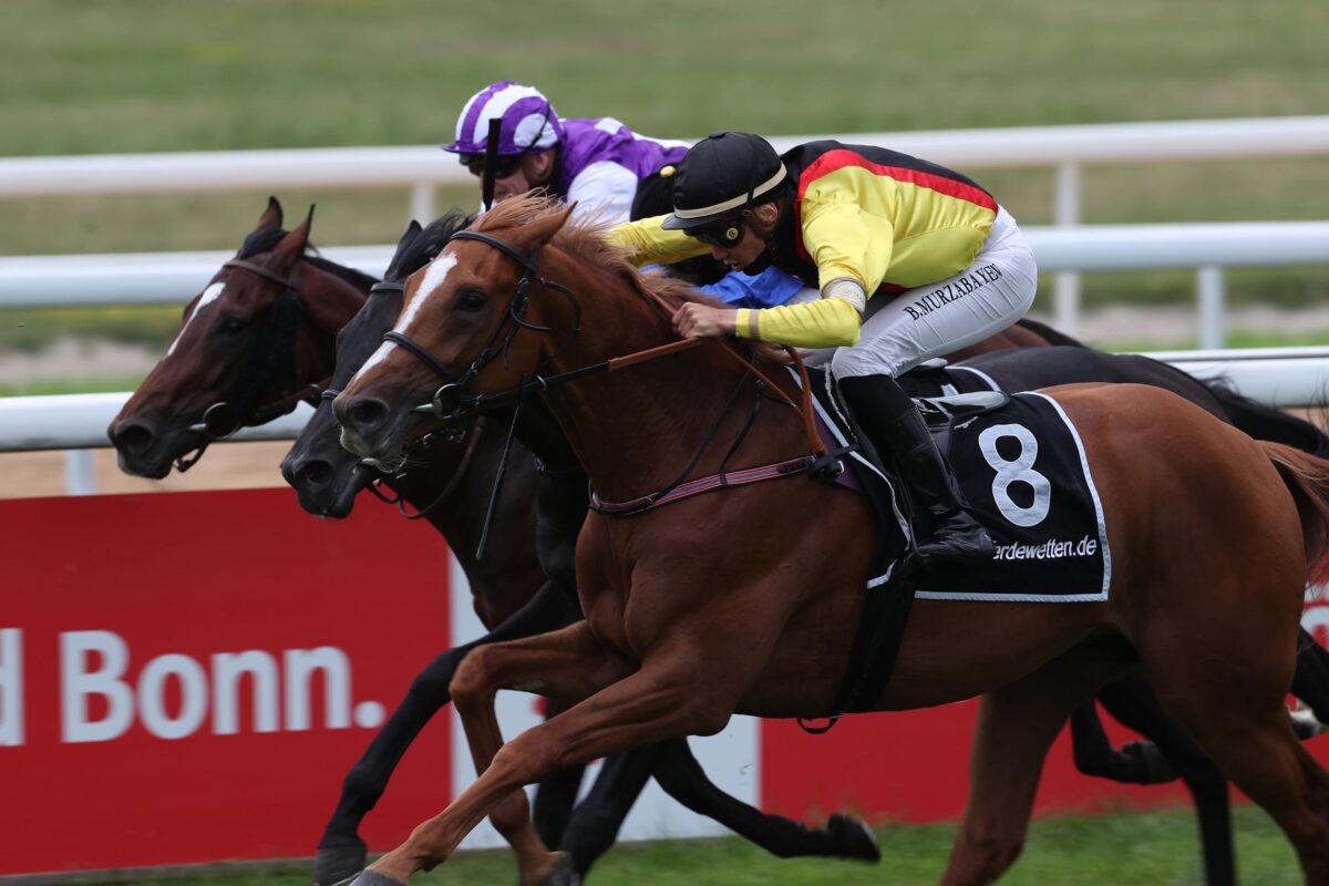 Debüt in Köln – Der erste Auftritt von „Tasso“-Bruder Tiamo Hilleshage - GaloppOnline.de