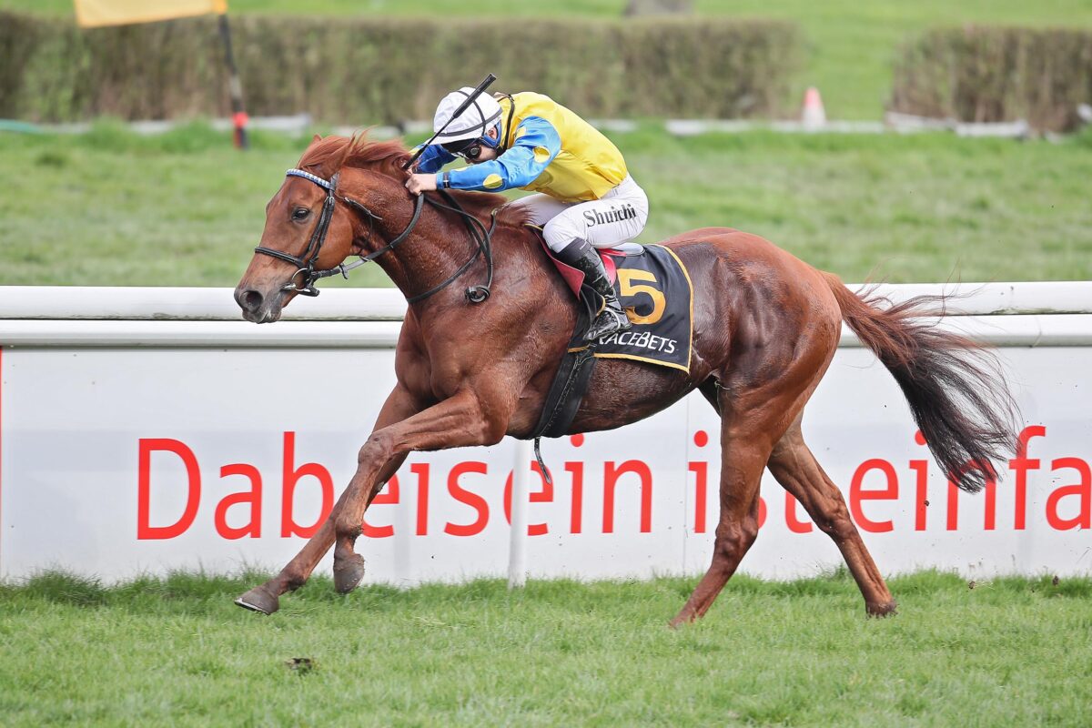 Schael jetzt auch auf Gras erfolgreich - GaloppOnline.de