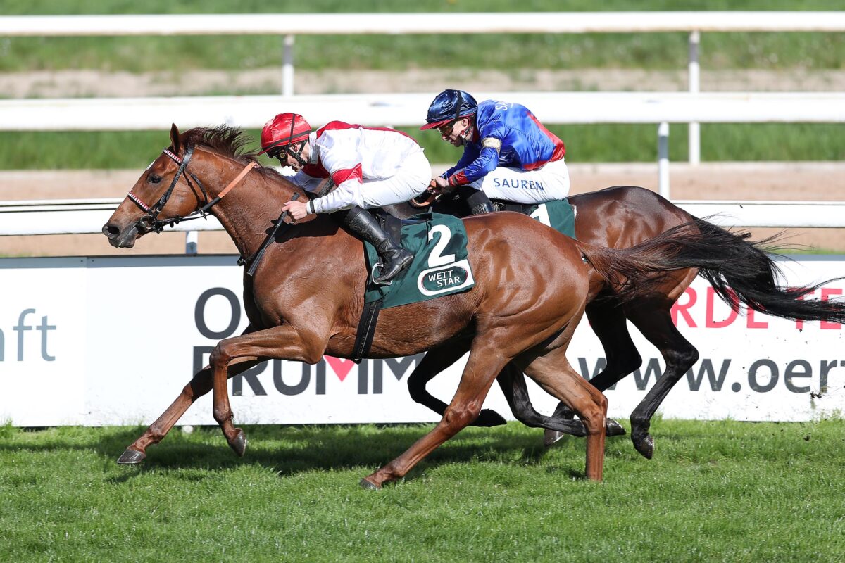 Carl Jaspers-Preis-Revanche mit dem Derbysieger? - GaloppOnline.de