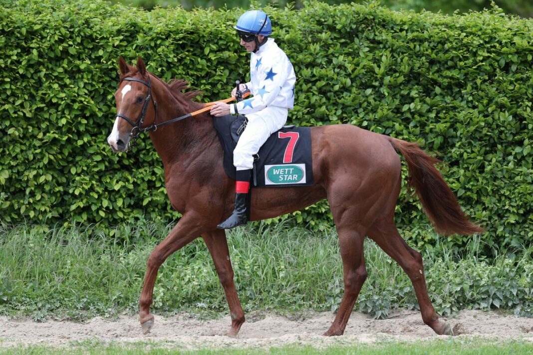 Jander-Pferde verlassen Krefeld – Derby-Start für Wonderful Boy offen ...