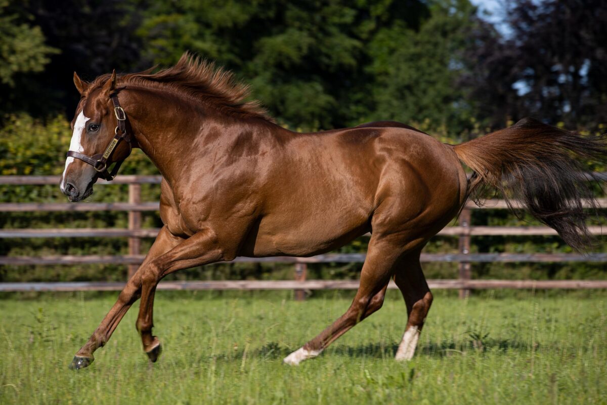Erste Stakes-Siegerin für Earthlight - GaloppOnline.de
