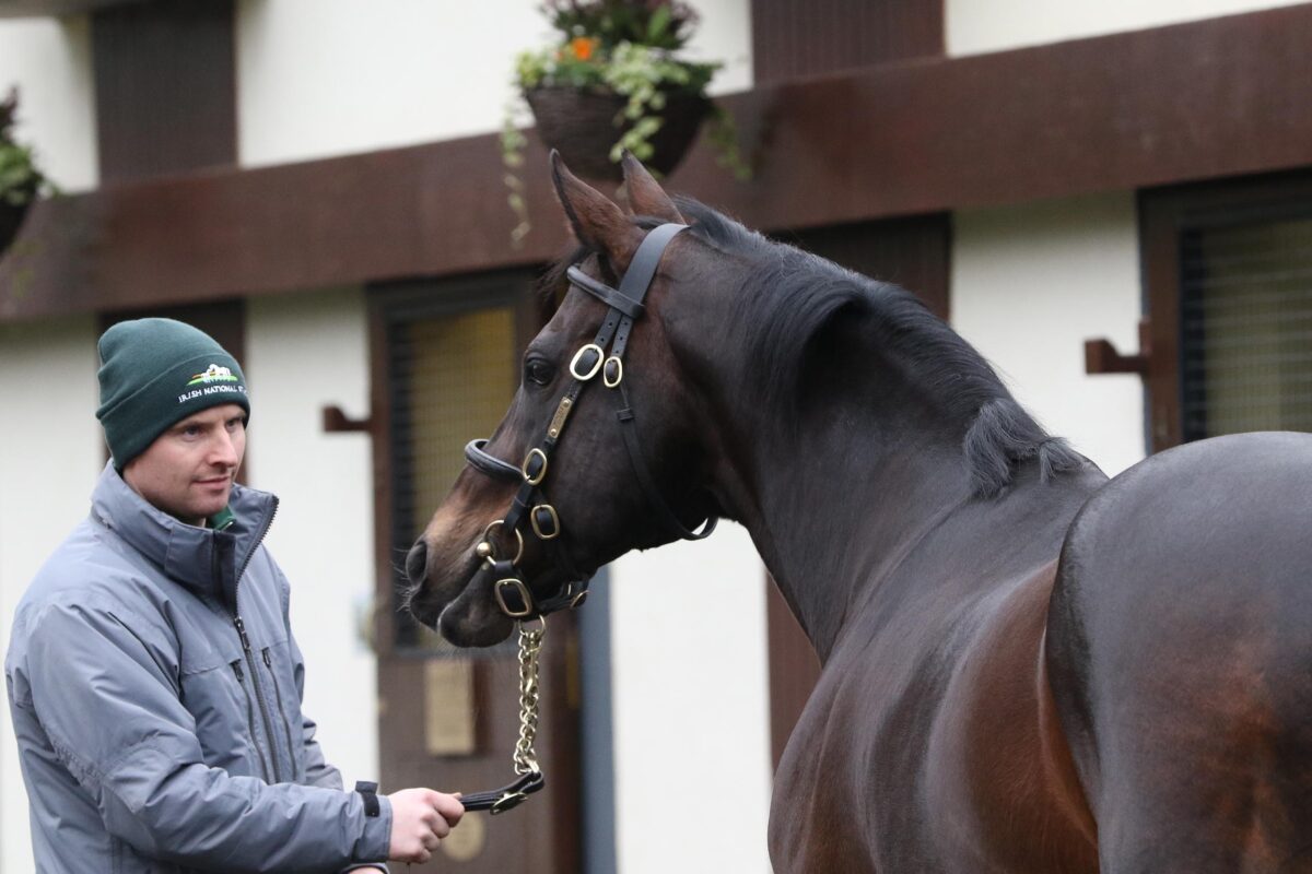 Ende der Stallion-Karriere – Invincible Spirit geht in den Ruhestand ...