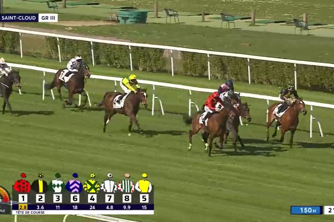 Achtung: Gruppe-Platzierte Kiamba soll nach Düsseldorf kommen! - GaloppOnline.de