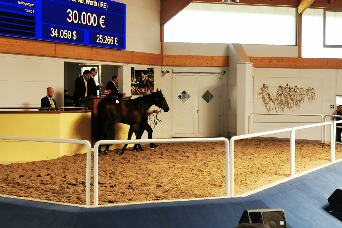Ein Mehmas-Hengst – Nächster Top(holm)-Zuschlag bei der BBAG ...