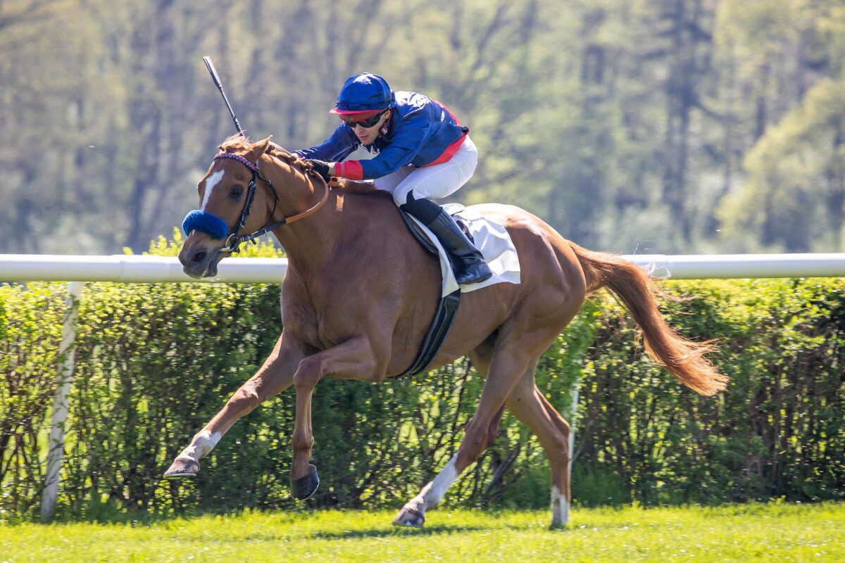 Flatten The Curve am Freitag aus Box 1 im Belmont Gold Cup ...