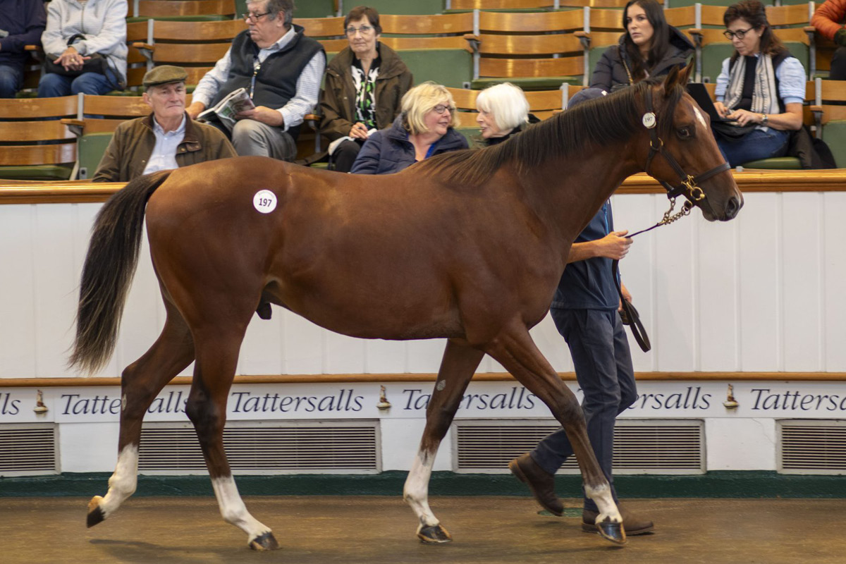 Die „Blauen“ legen nach – 2,2 Millionen Guineas für einen Frankel ...
