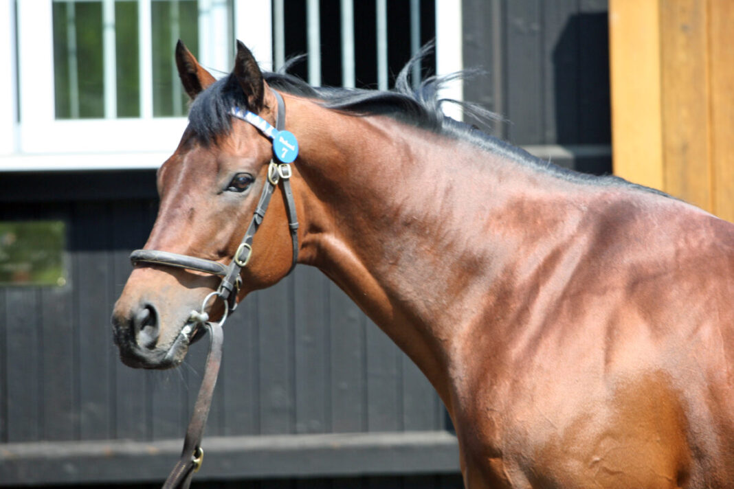 Wieder ein Meilenstein für Super-Stallion Dubawi - GaloppOnline.de