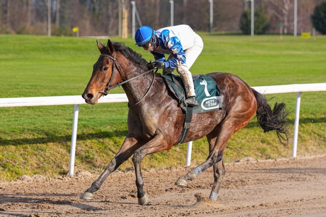 8,2:1 – Viel Geld für Ireland Alexander und Korpas in der Stallparade ...