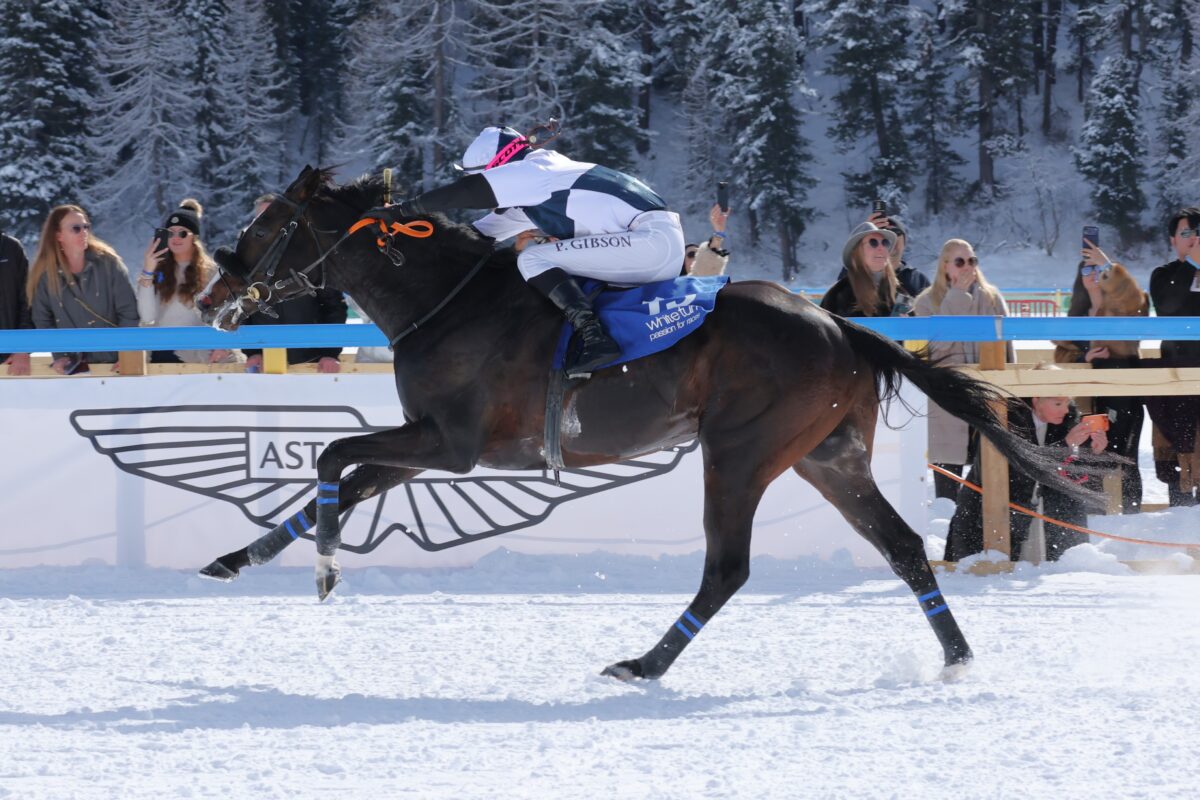 Schnee-Held Snow Player mit Gruppe II-Nennung - GaloppOnline.de