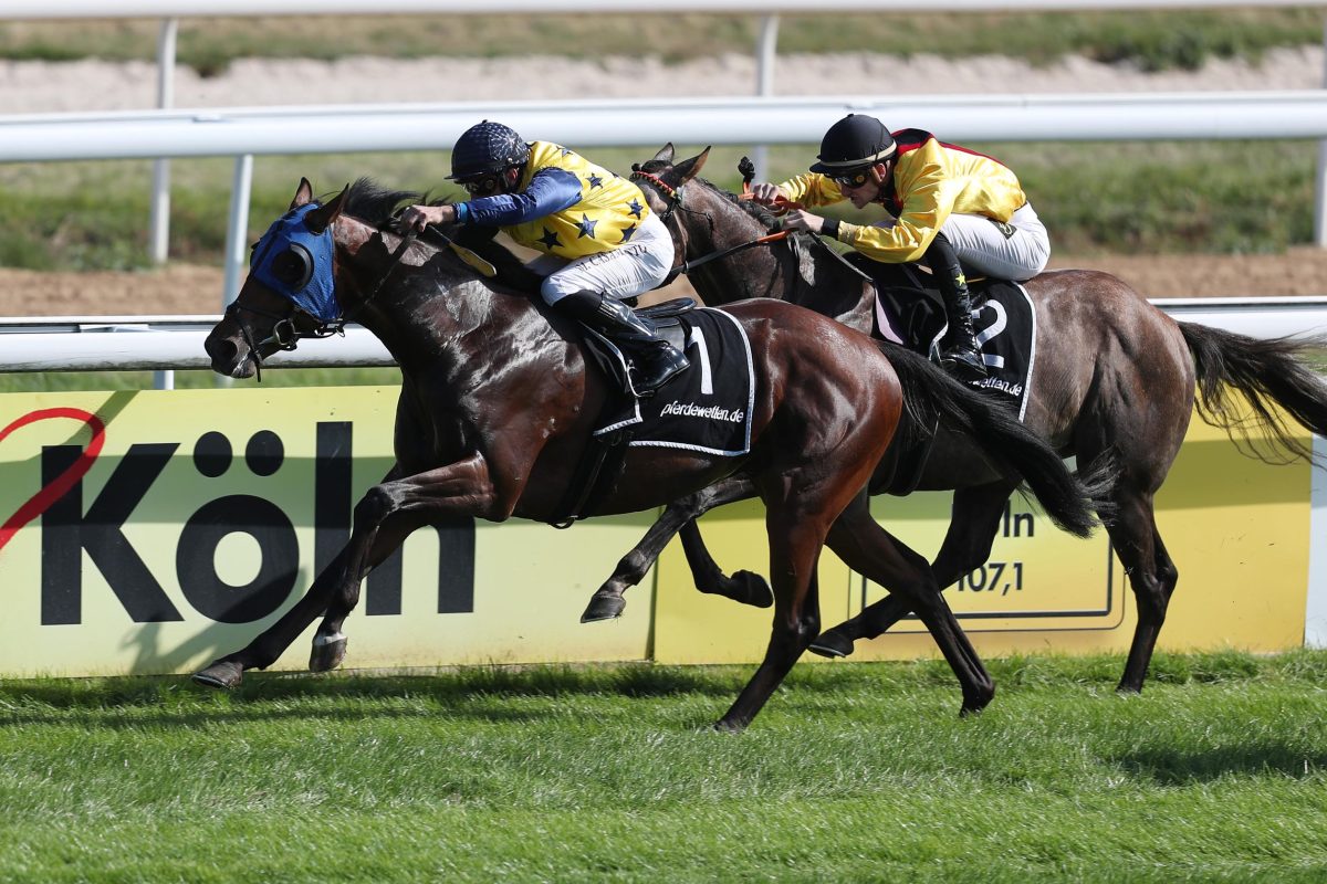 Grocer Jack im Haggas-Quartier - GaloppOnline.de