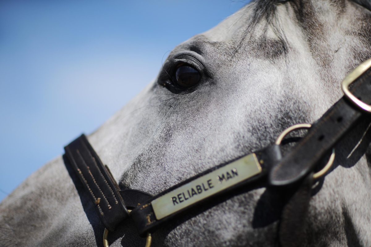 Reliable Man stellt erste Siegerin - GaloppOnline.de