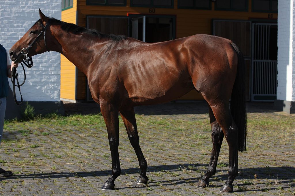 Sea The Moon Stallion im Lanwades Stud - GaloppOnline.de