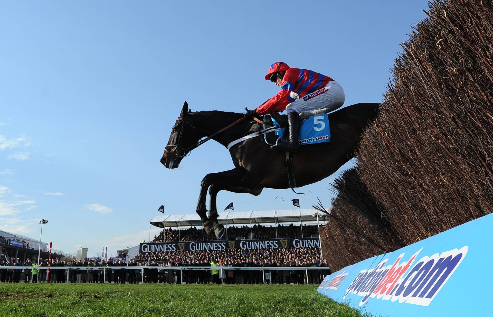 Sprinter Sacre steht vor Comeback - GaloppOnline.de